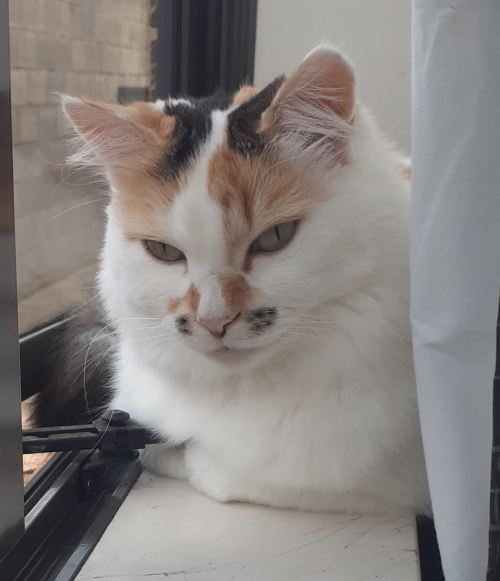 COTW 19/05/2025 Tier List (Community Rankings) - TierMaker