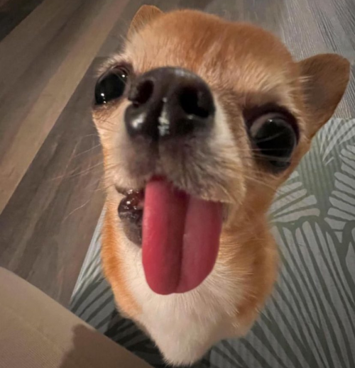 Create a Dog sticker Tier List - TierMaker