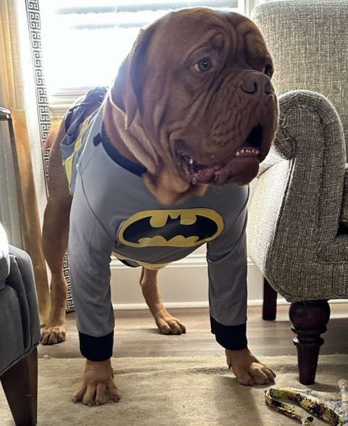 Create a Animal Tier List - TierMaker