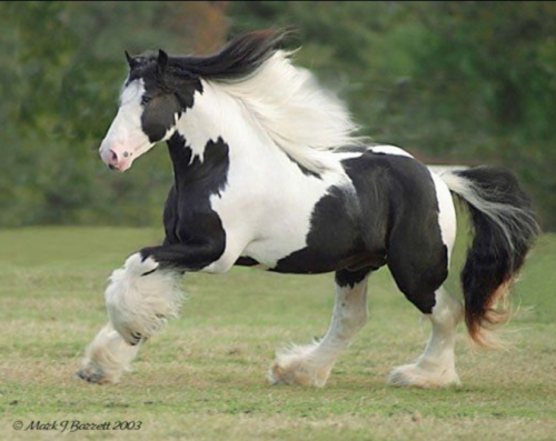 Create a Horse breeds Tier List - TierMaker