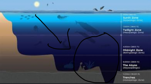 Create a Deep Sea Creatures Tier List - TierMaker