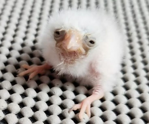 Create a Coll heaven Tier List - TierMaker