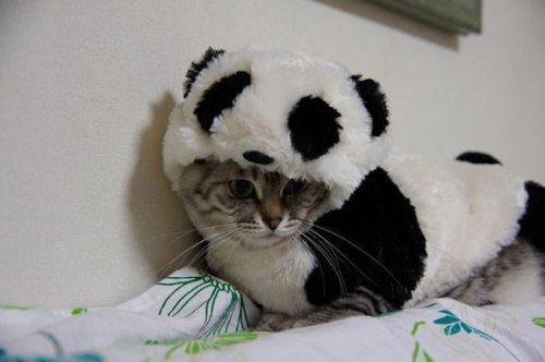 Create a True Colors Ranking Tier List - TierMaker