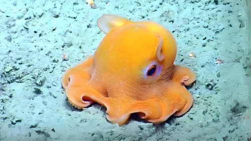 DEEP SEA CREATURES Tier List (Community Rankings) - TierMaker