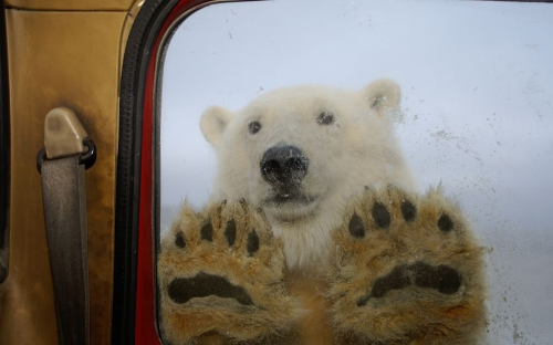 Create a Fictional Bears (Cartoons/Video Games/ETC) Tier List - TierMaker