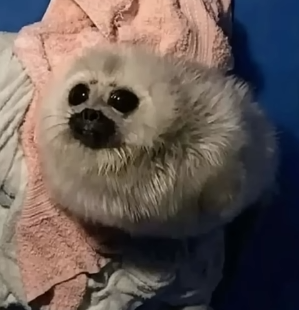 Create a Seal Tier List - TierMaker