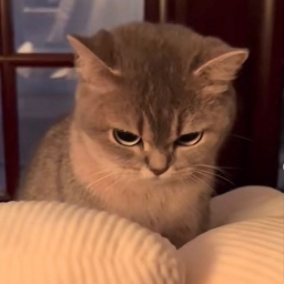 Create a MUGEN Staff Ranks Tier List - TierMaker