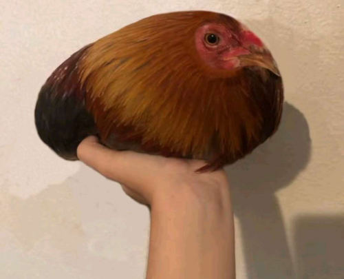 Vrfs Tier List (Community Rankings) - TierMaker