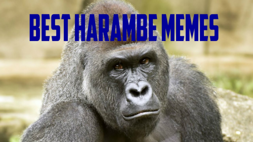 Create a 2016 memes Tier List - TierMaker