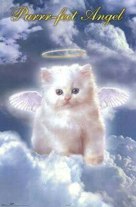 BONONO: Shoppings Tier List (Community Rankings) - TierMaker