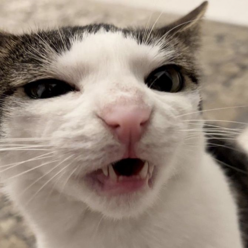 Create a Neon Genesis Evangelion Ideal Fighting Game Roster Tier List ...