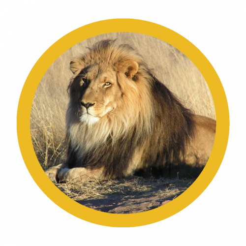 Create a Hypothetical Zoo Game Animals Tier List - TierMaker