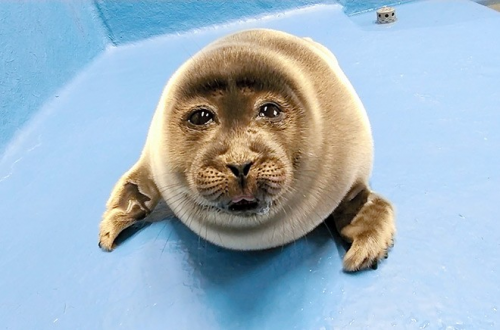 Seal species Tier List (Community Rankings) - TierMaker