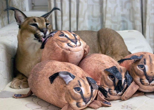 Create a Floppa Tier List - TierMaker