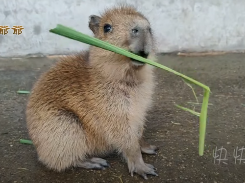 epic capybaras Tier List (Community Rankings) - TierMaker