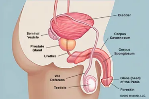 Mens Body Parts Tier List