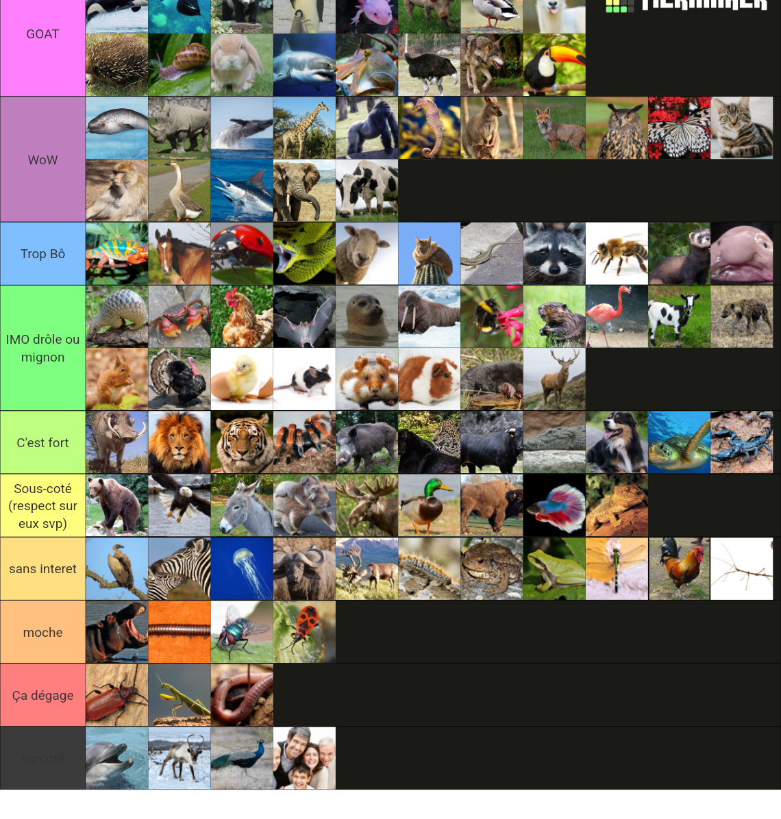 animaux classement Tier List (Community Rankings) - TierMaker