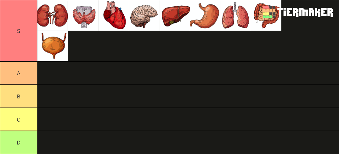 Ranking The Best Human Organs : What Are the Largest Organs in Your ...