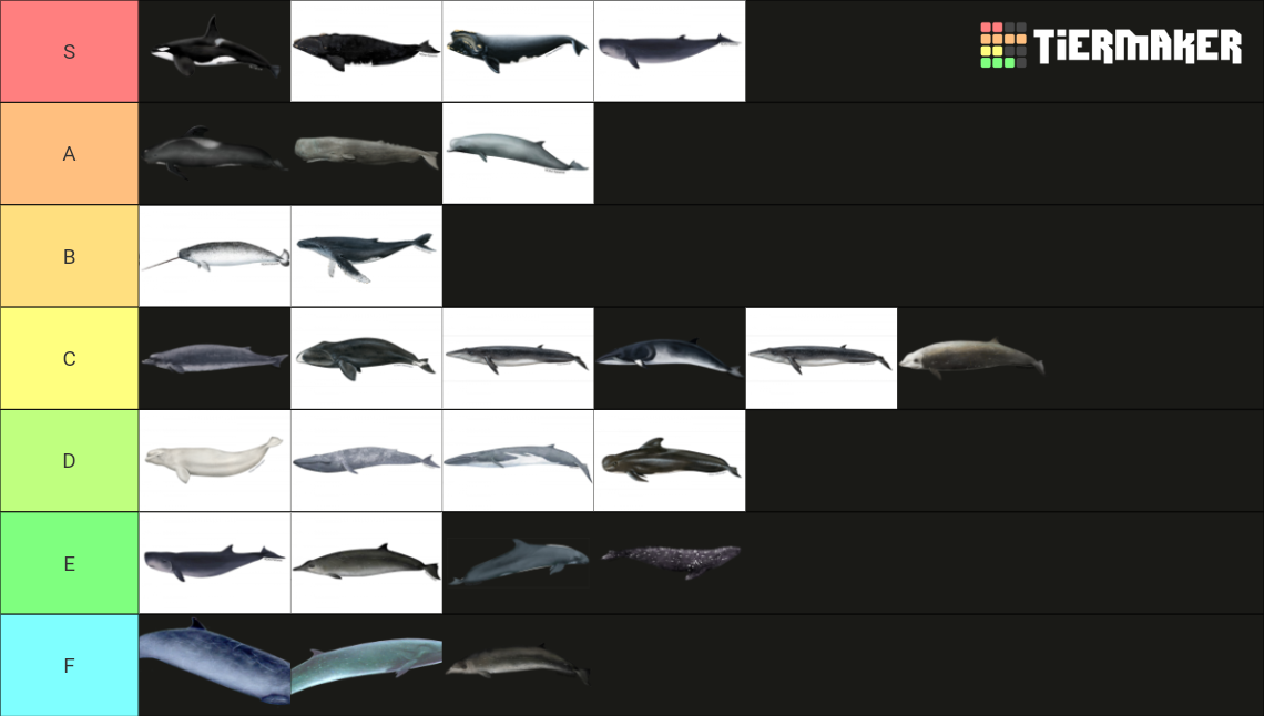 Whale Species Tier List (Community Rankings) - TierMaker