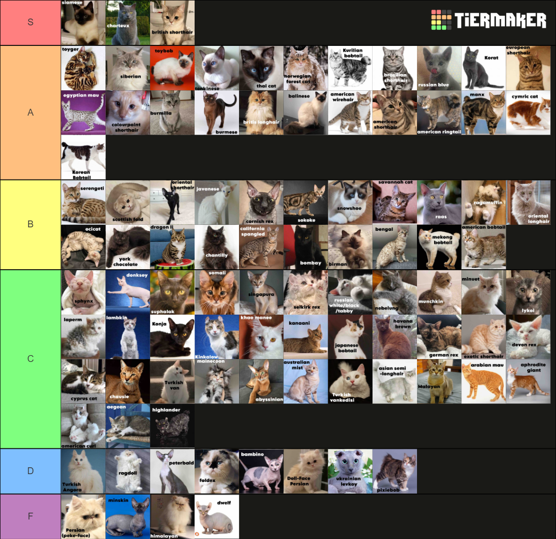 ALL 95 CAT BREEDS (TRUE LIST) Tier List (Community Rankings) - TierMaker