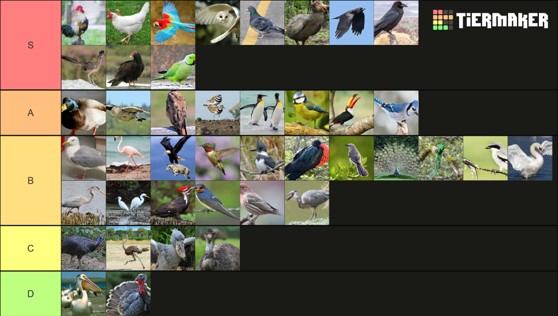 Bird TierList Tier List (Community Rankings) - TierMaker