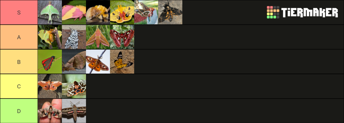 Moth Tier List (Community Rankings) - TierMaker