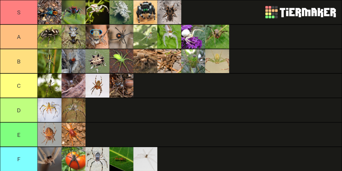 Spiders Tier List (Community Rankings) - TierMaker