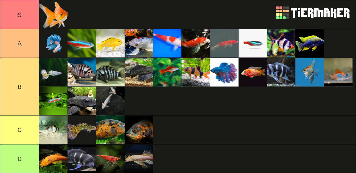 Aquarium Fish Tier List (Community Rankings) - TierMaker