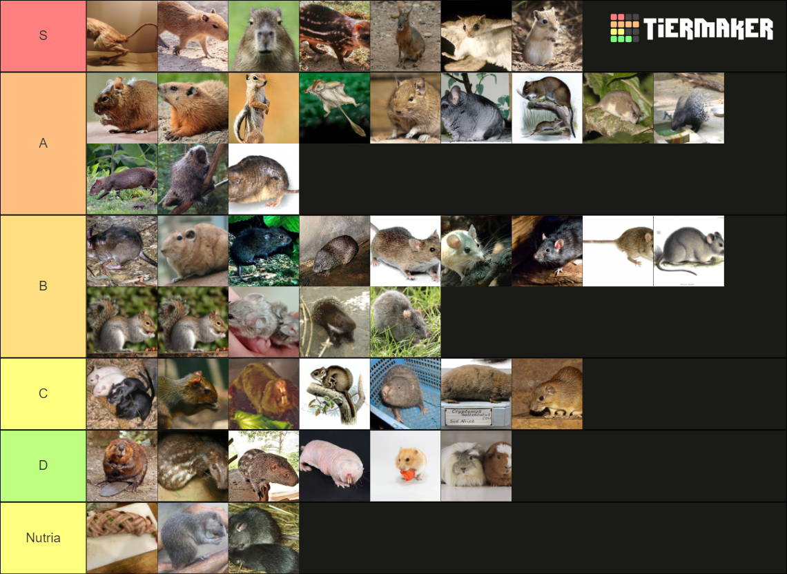 Rodent Tier List (Community Rankings) - TierMaker