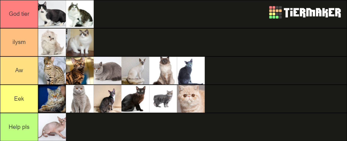 Cat breeds Tier List (Community Rankings) - TierMaker