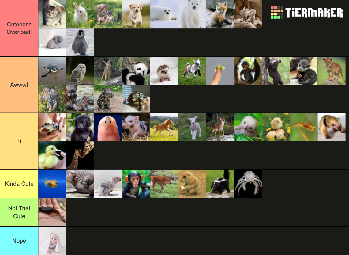 Cutest Baby Animals Tier List (Community Rankings) - TierMaker