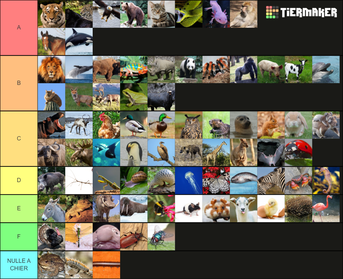 animaux classement Tier List (Community Rankings) - TierMaker
