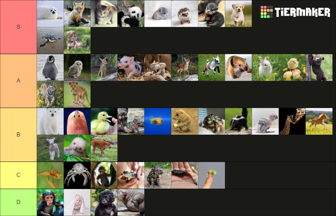 Cutest Baby Animals Tier List (Community Rankings) - TierMaker