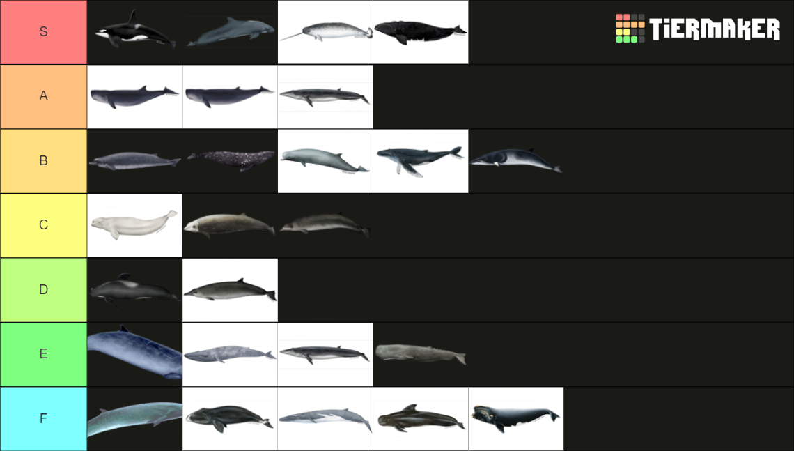 Whale Species Tier List (Community Rankings) - TierMaker