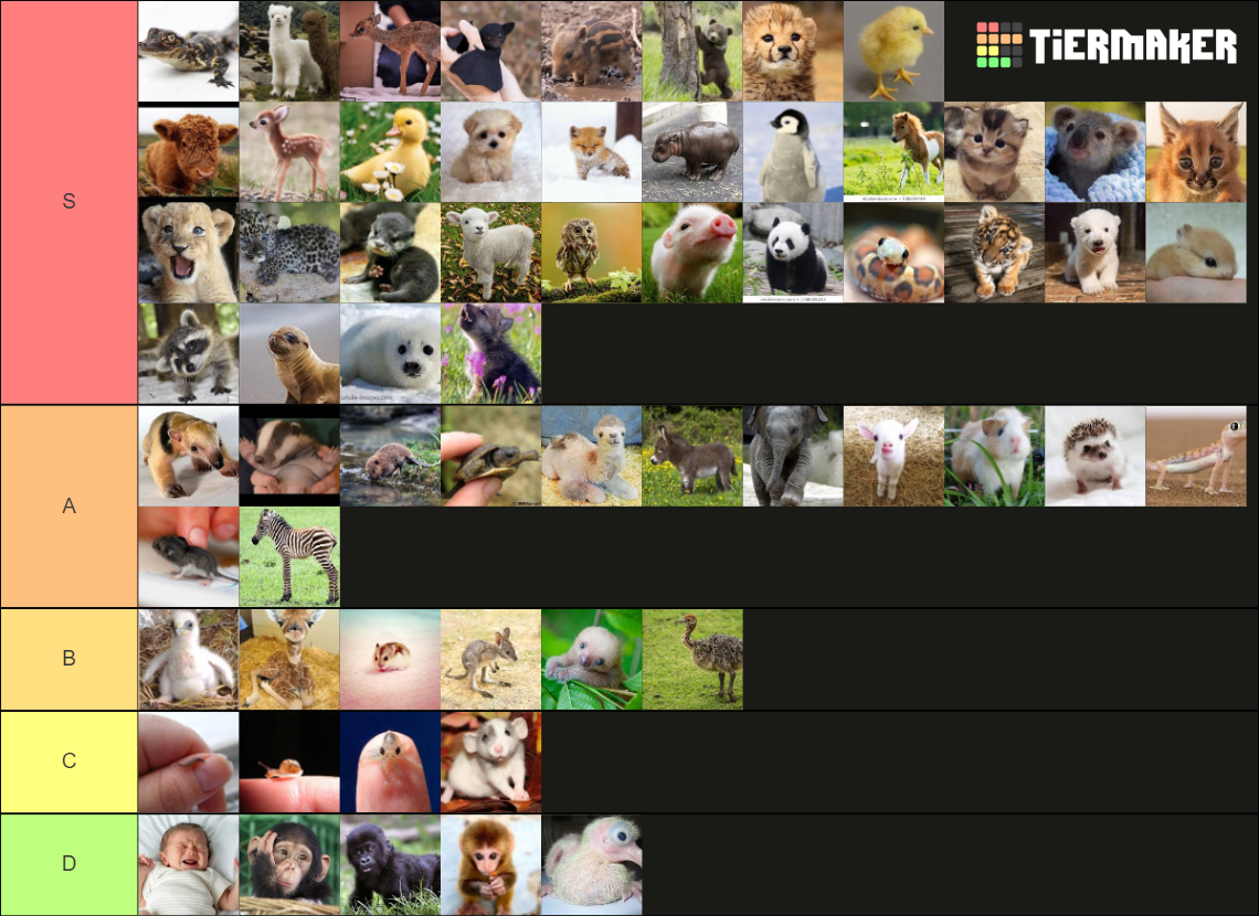 Cute baby animals Tier List (Community Rankings) - TierMaker