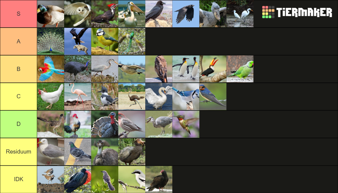 Bird TierList Tier List (Community Rankings) - TierMaker