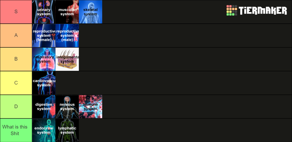 Human Body Systems Tier List (Community Rankings) - TierMaker