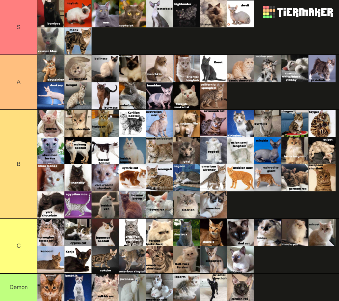 ALL 95 CAT BREEDS (TRUE LIST) Tier List (Community Rankings) - TierMaker