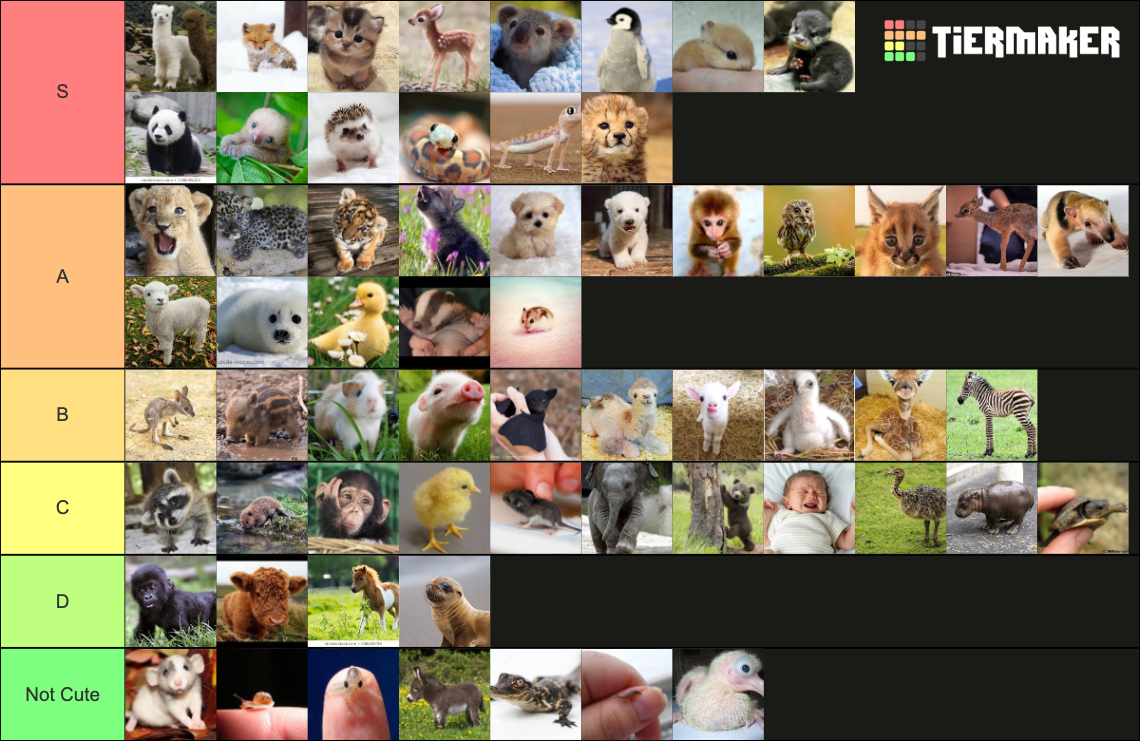 Cute baby animals Tier List (Community Rankings) - TierMaker