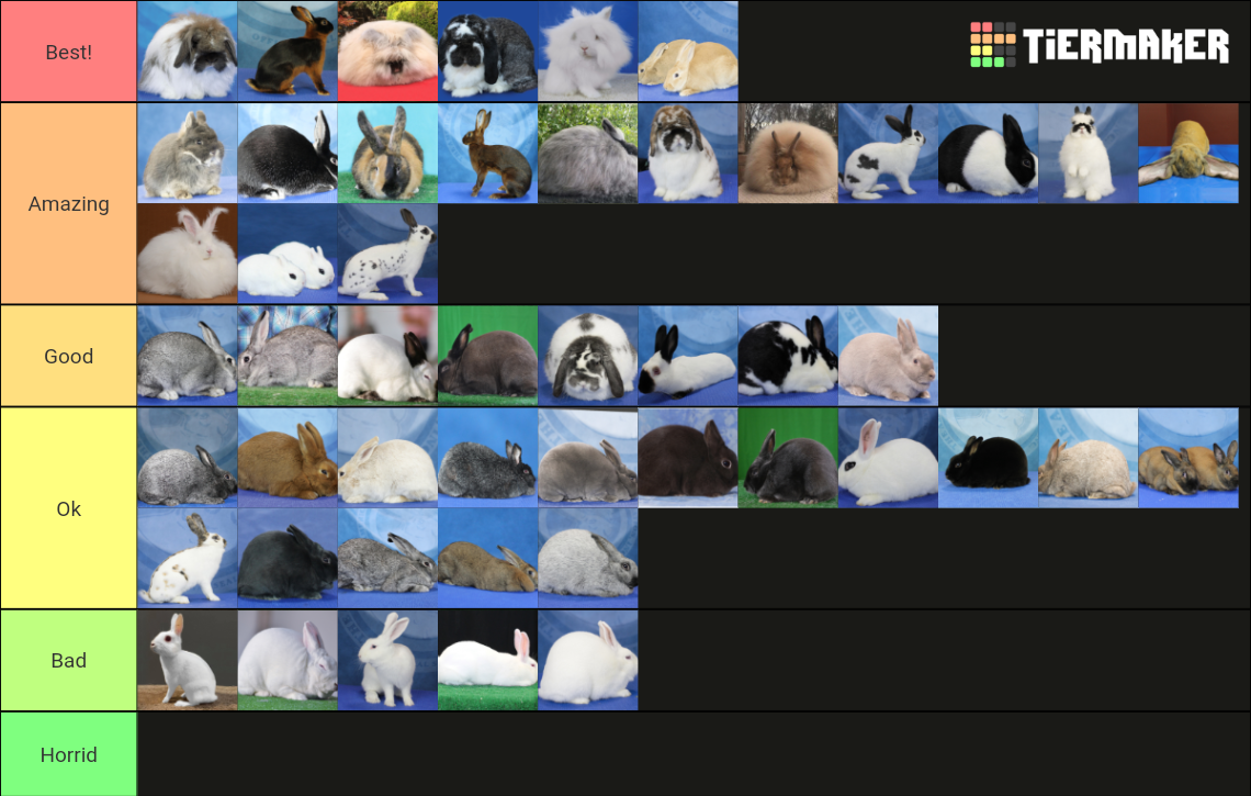 Rabbit Breeds Tier List (Community Rankings) - TierMaker