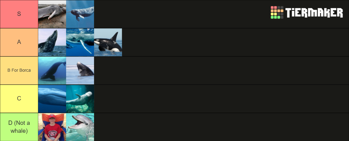 Recent Animals Tier Lists - TierMaker