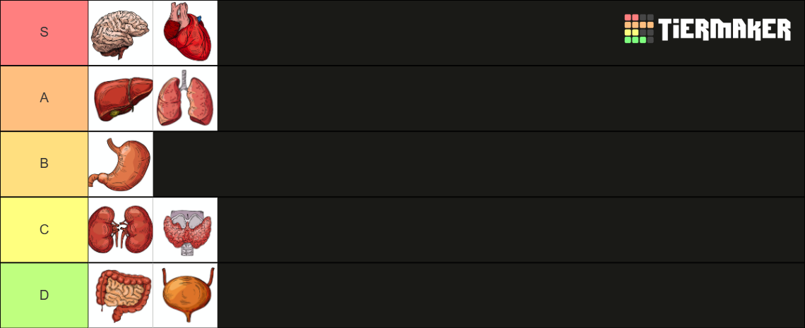 Human Organs Tier List (Community Rankings) - TierMaker