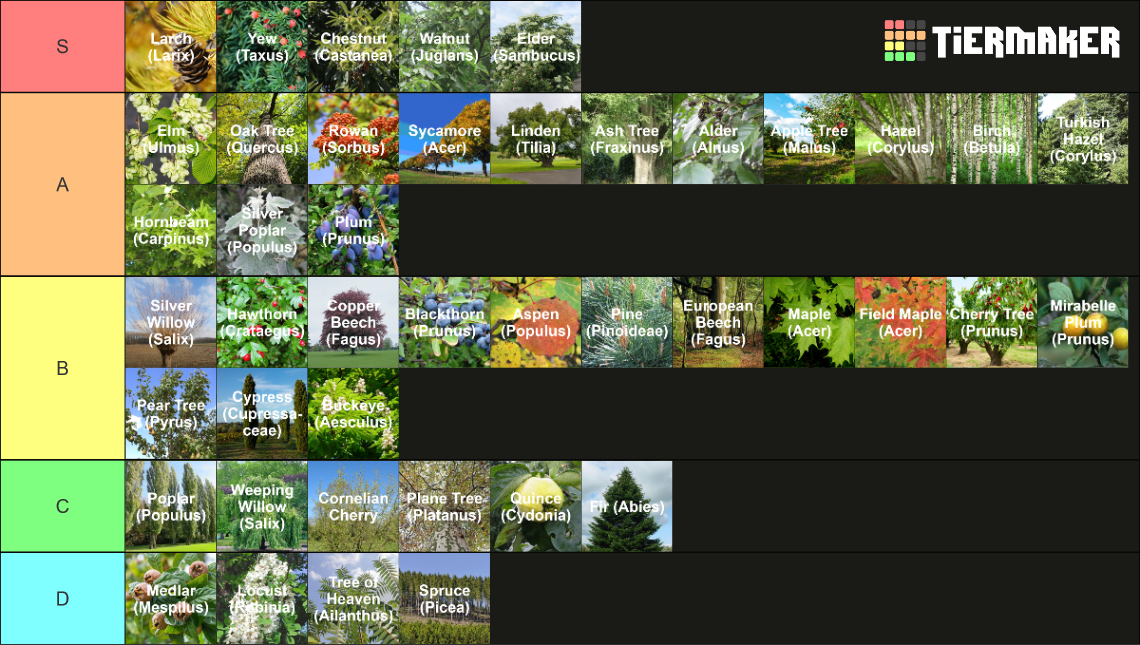 Central European Trees Tier List (Community Rankings) - TierMaker