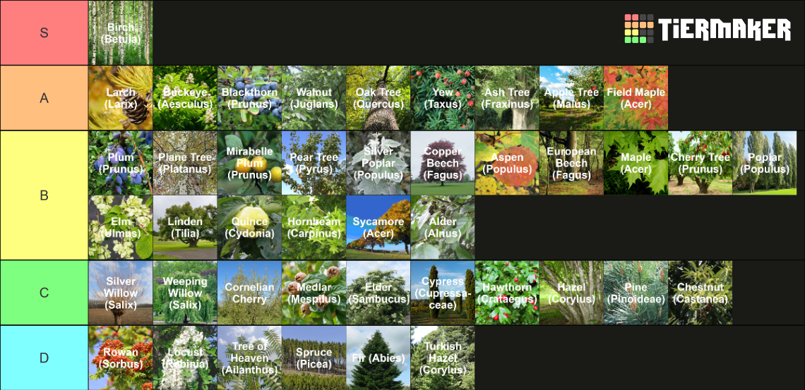 Central European Trees Tier List (Community Rankings) - TierMaker