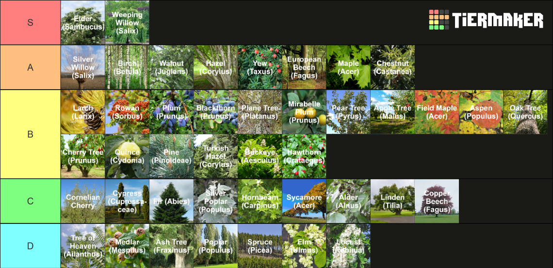 Central European Trees Tier List (Community Rankings) - TierMaker