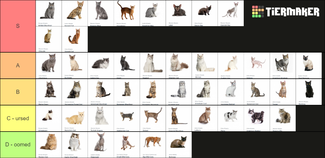 Cat breeds Tier List (Community Rankings) - TierMaker