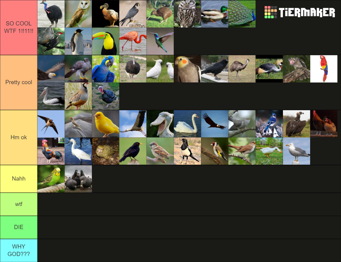 Bird ( 50 birds ) Tier List (Community Rankings) - TierMaker