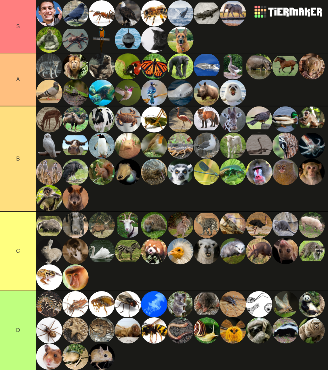 animals Tier List (Community Rankings) - TierMaker