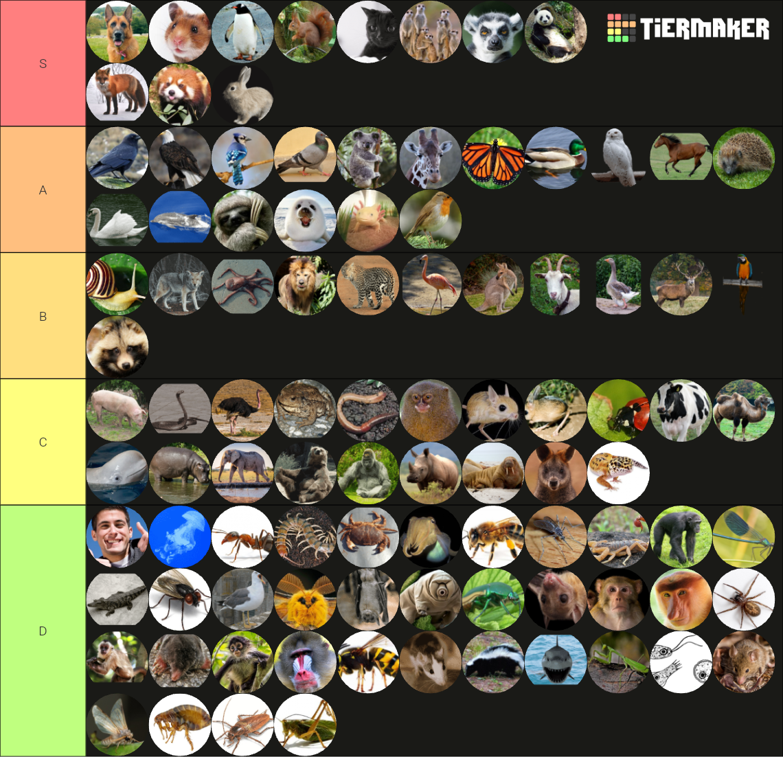 animals Tier List (Community Rankings) - TierMaker