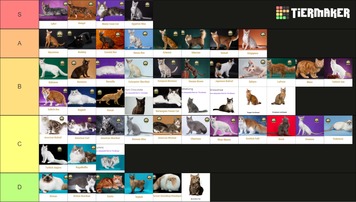 Cat Breeds labeled images 2nd round Tier List (Community Rankings ...